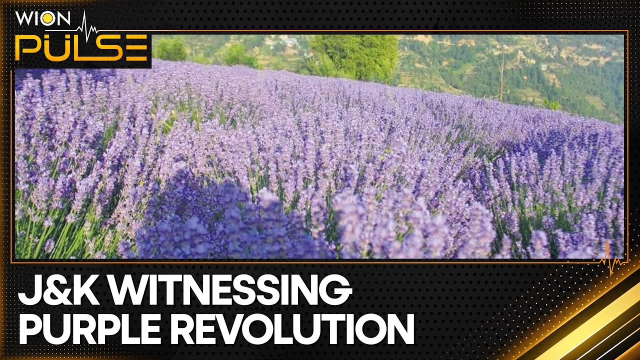 India: Purple revolution blooming in Jammu-Kashmir | WION Pulse - YouTube