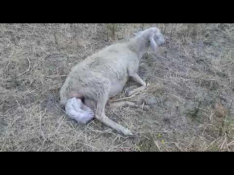 AMEZING NATURAL BIRTH-OUTdoor lambing Sheep giving birth and bonding with lambs naturally itlay ...