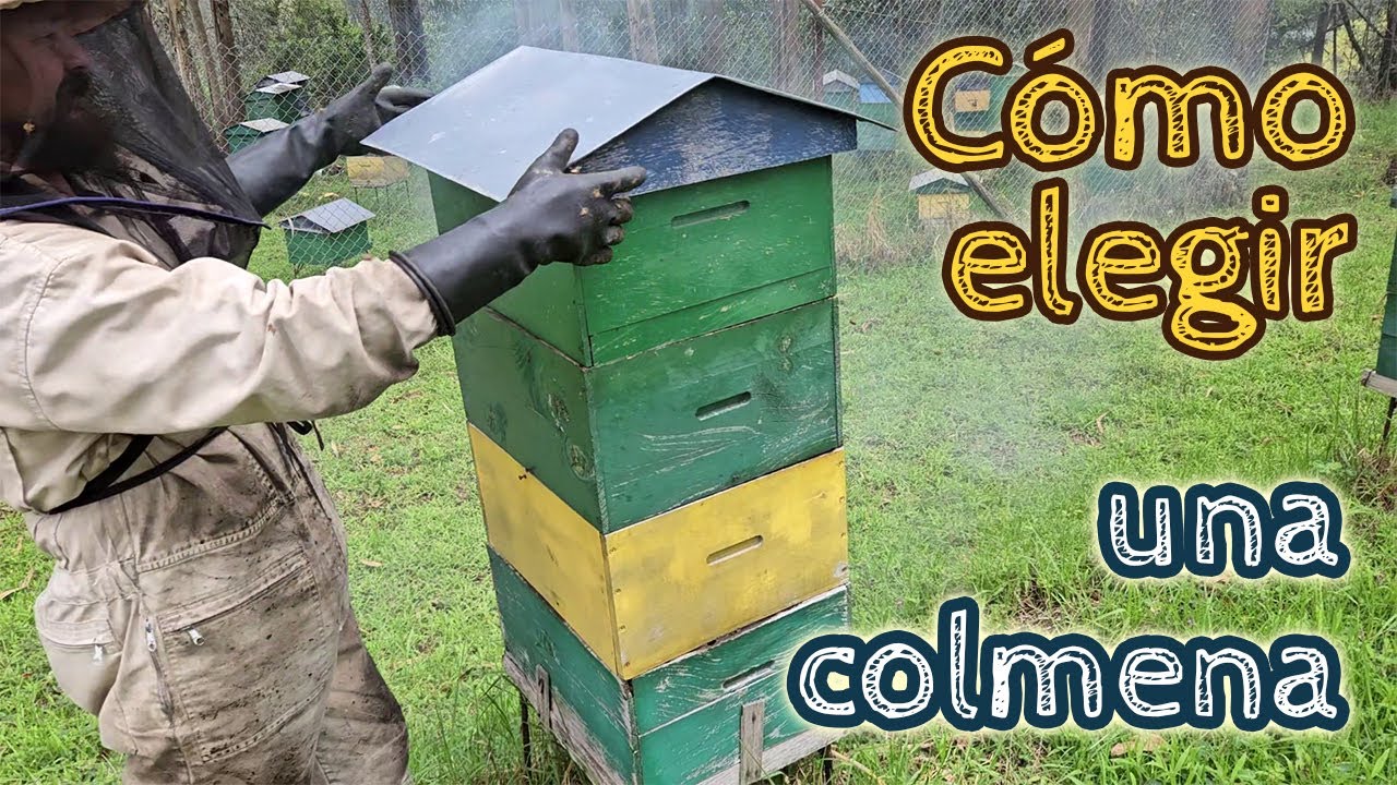 Pros y Contras de las Colmenas Dadant, Langstroth, Layens - YouTube