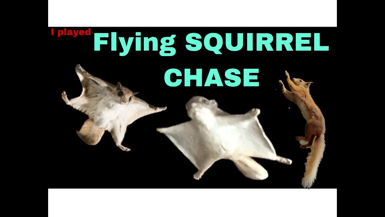 I Finally Played Flying Squirrel Chase! - YouTube