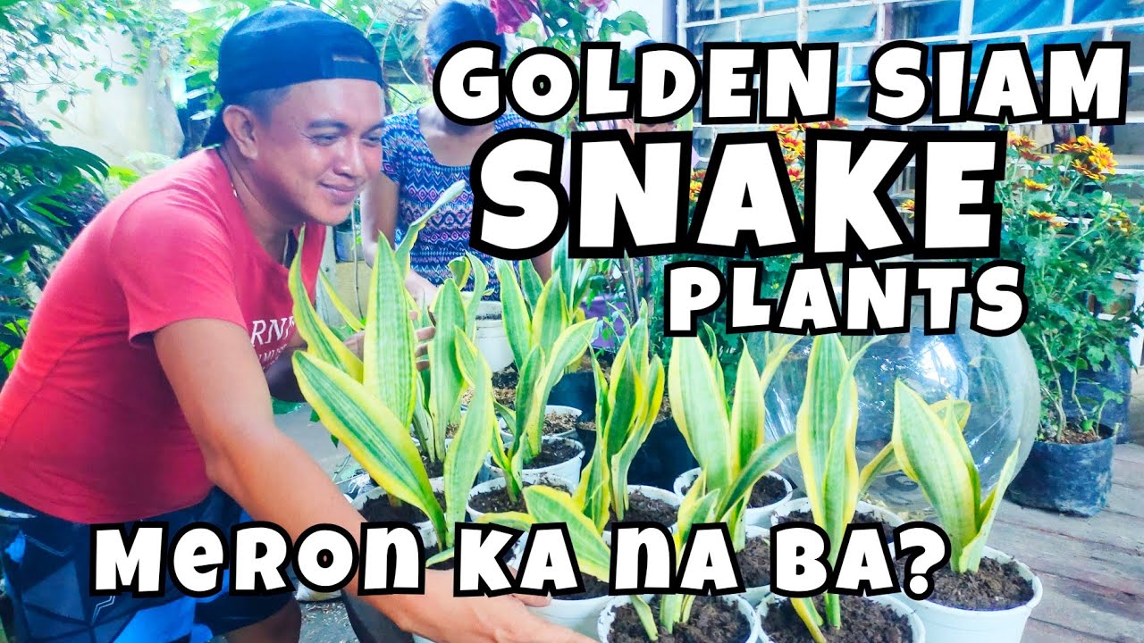 GOLDEN SIAM SNAKE PLANTS | SANSEVIERIA PLANT COMPARISON & CARE TIPS ...
