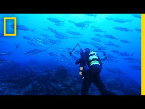 Announcement: Chile Creates Enormous Ocean Preserve | National ...