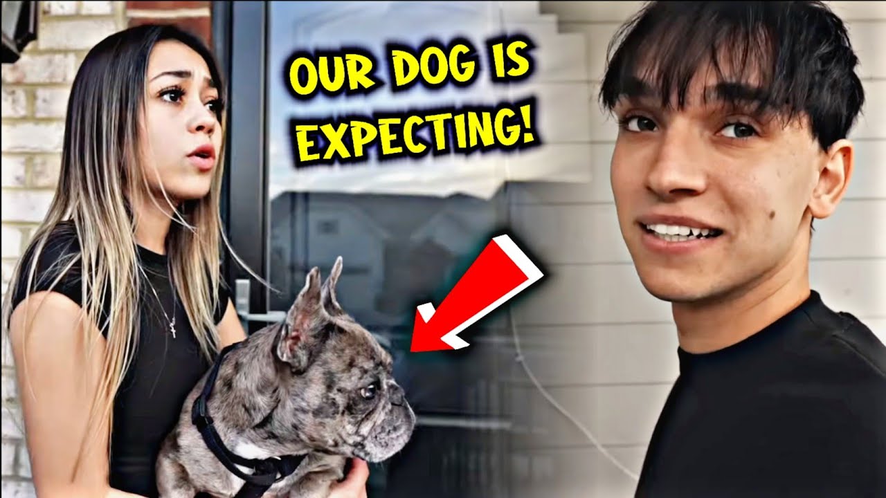 Lucas and Marcus | Our Dog Is Expecting To Give Birth | Dobre Brothers ...