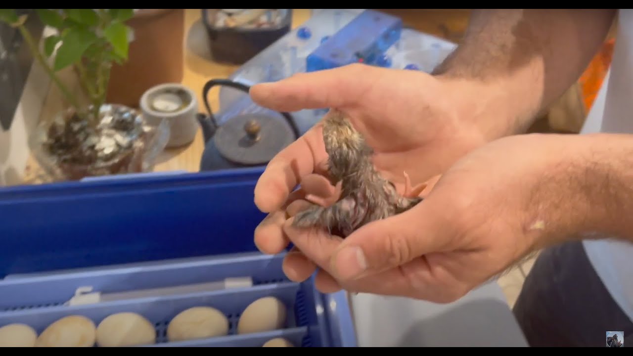 #6 We've done it! After incubating the eggs for 21 days, our little ...