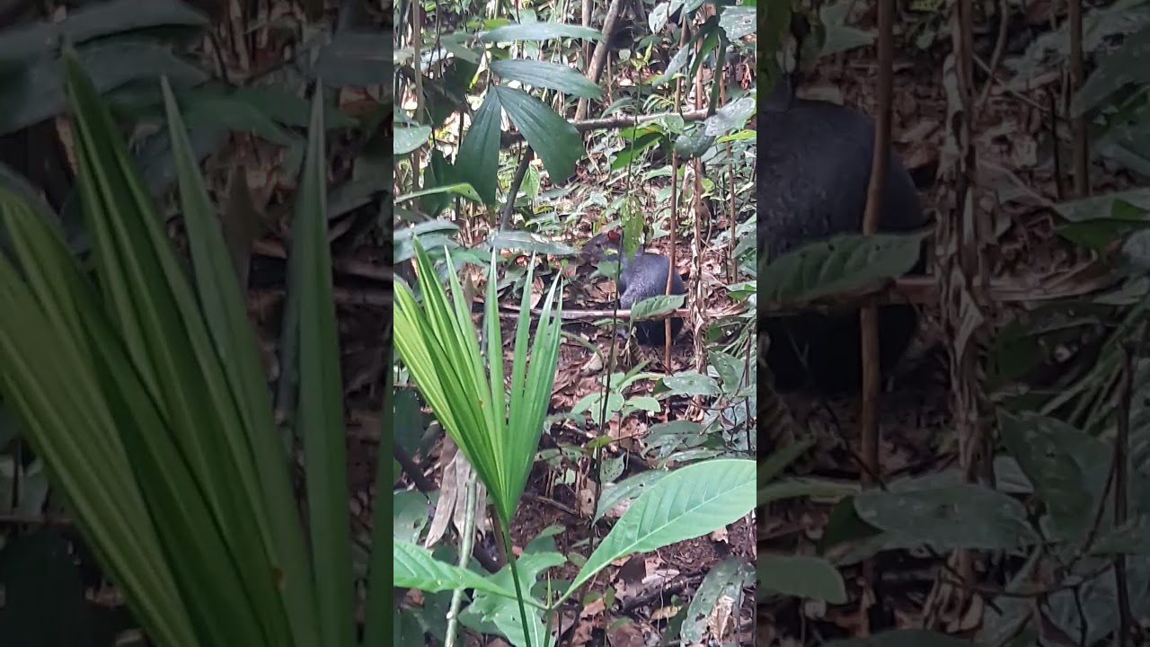 Como silvar a guatuza para la caza - YouTube