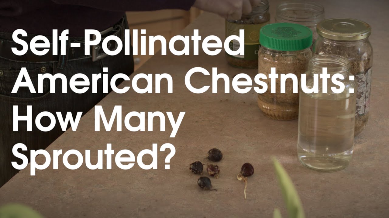 Self-Pollinated American Chestnuts: How Many Sprouted? - YouTube