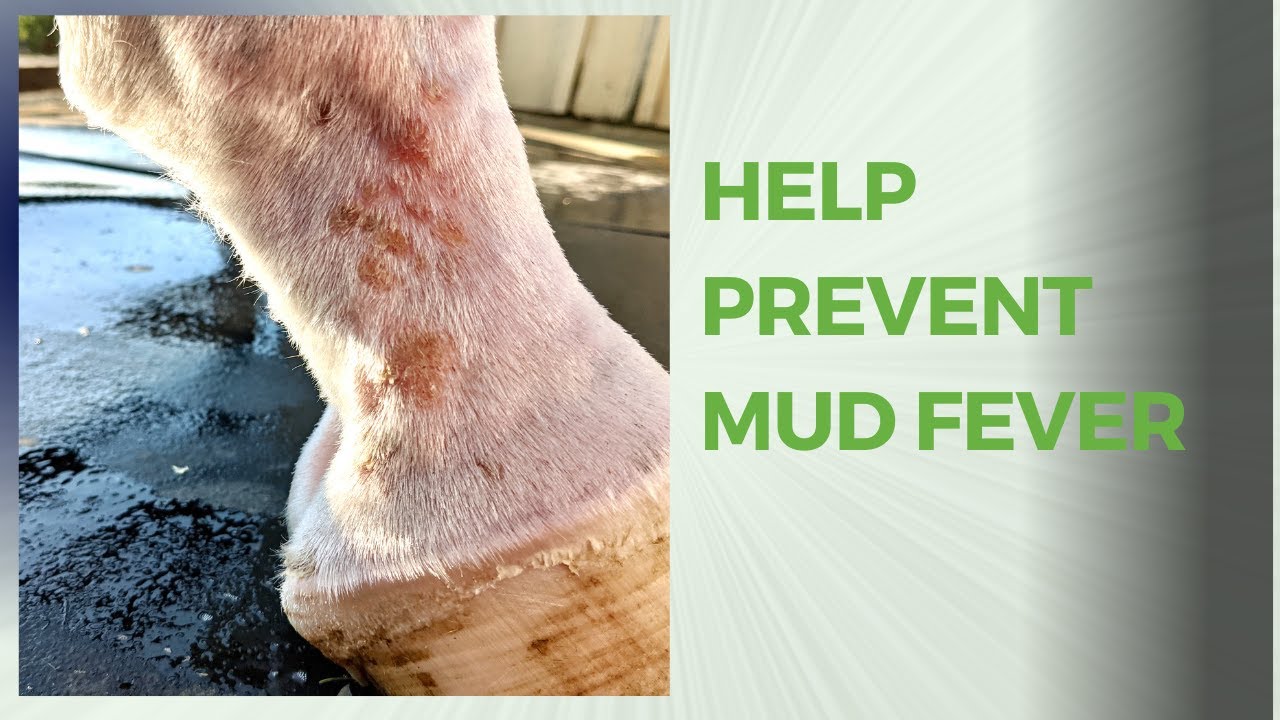Preventing Mud Fever, Scratches, and Pastern Dermatitis with Clipping ...