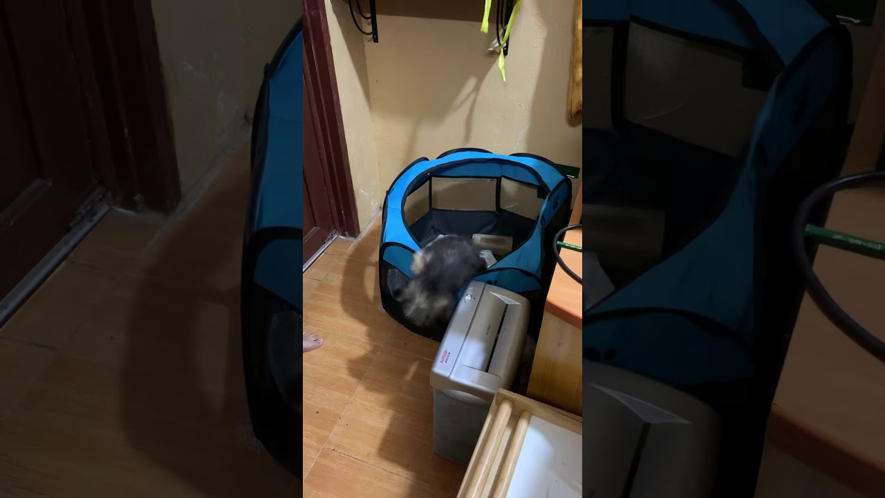 My pet dog's Great Escape - YouTube