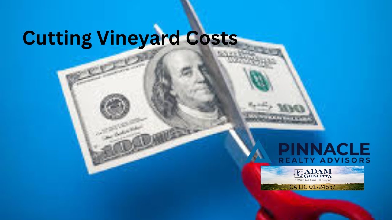 Cutting Vineyard Costs - YouTube