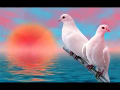 Голубе сивий 1 - YouTube