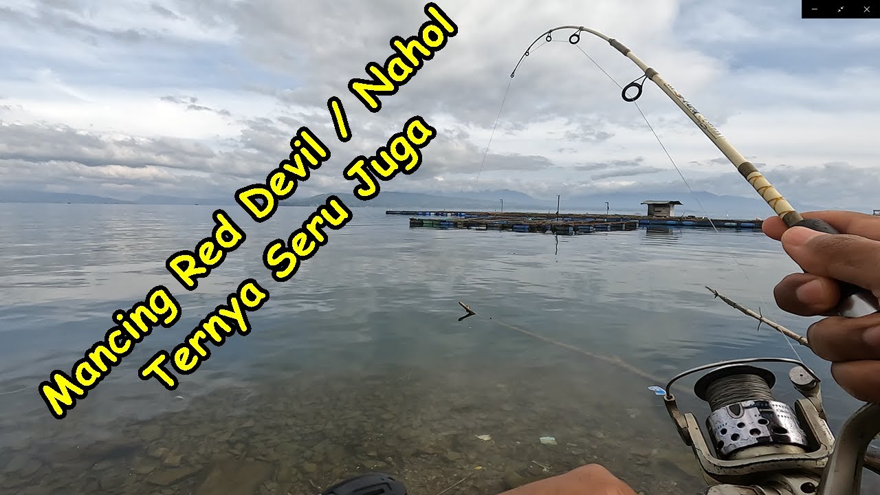 Mancing Red devil, Nahol, Ternyata SE'SERU ini!!! - YouTube