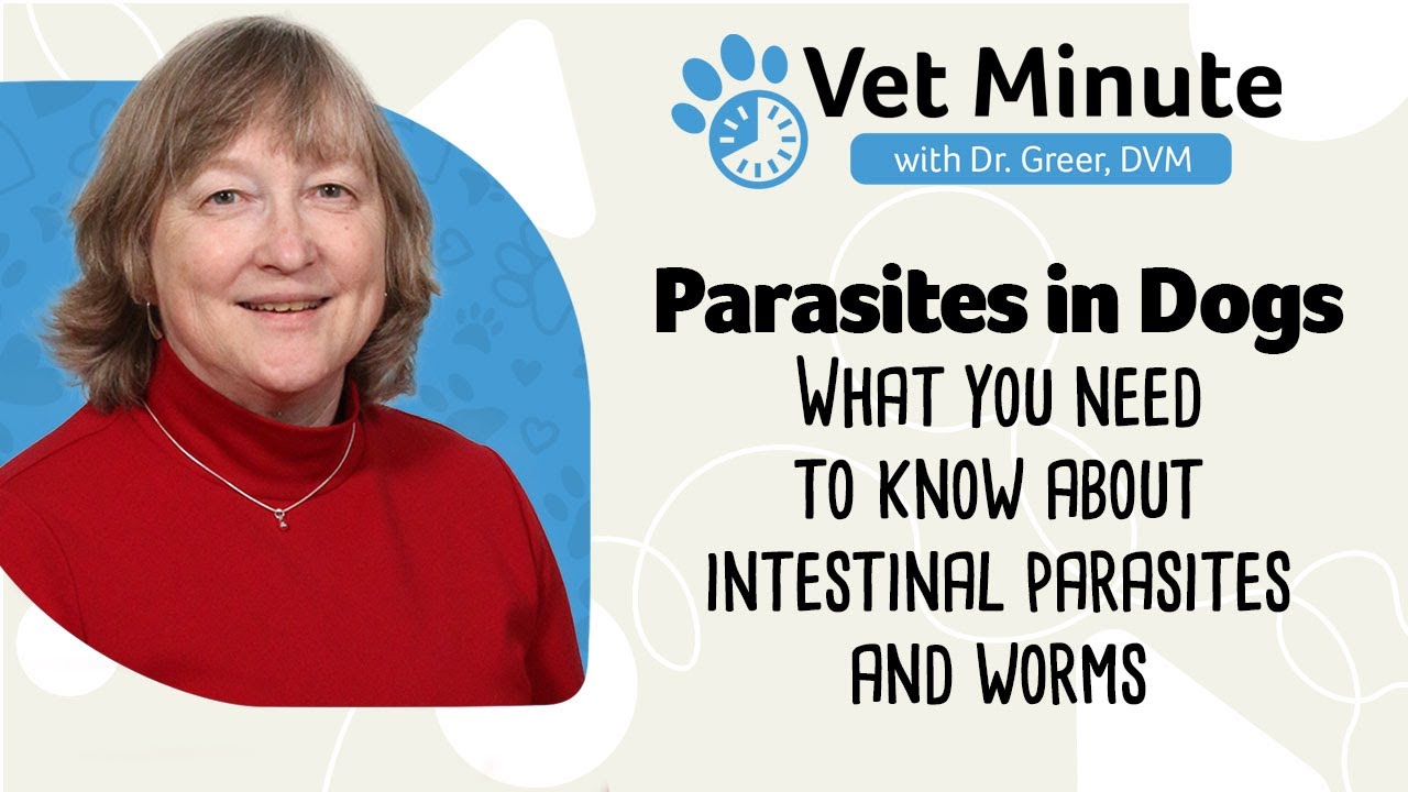 Intestinal Parasites in Dogs Webinar: Heartworm, Tapeworm, Coccidia and ...