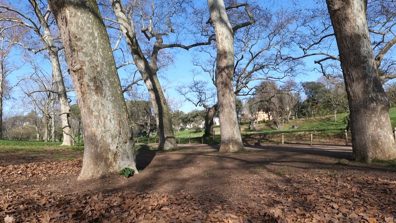 1 HOUR of Forest Sounds | Woodland Ambience, Bird Song in central Park ...