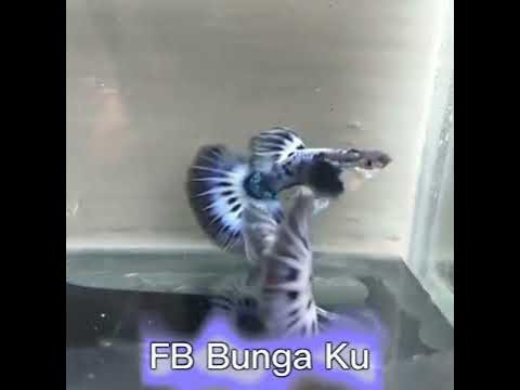 IKAN GUPPY IVORY UNGU BOS. FB BUNGA KU - YouTube