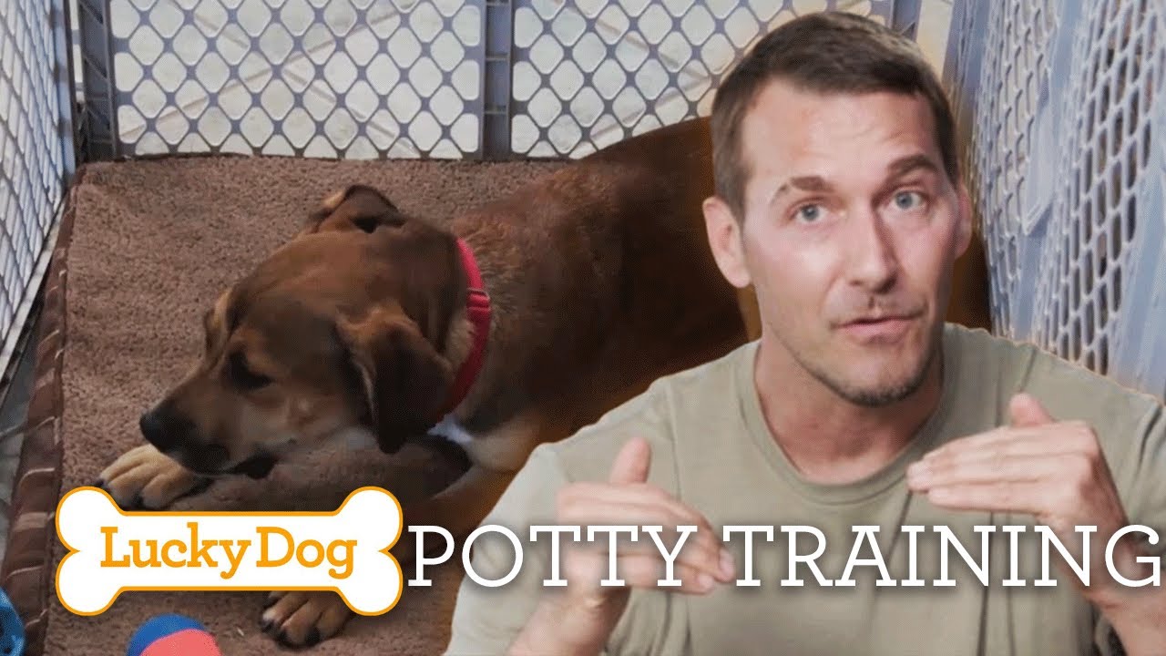 The Secret to Potty Training Success! | Lucky Dog - YouTube