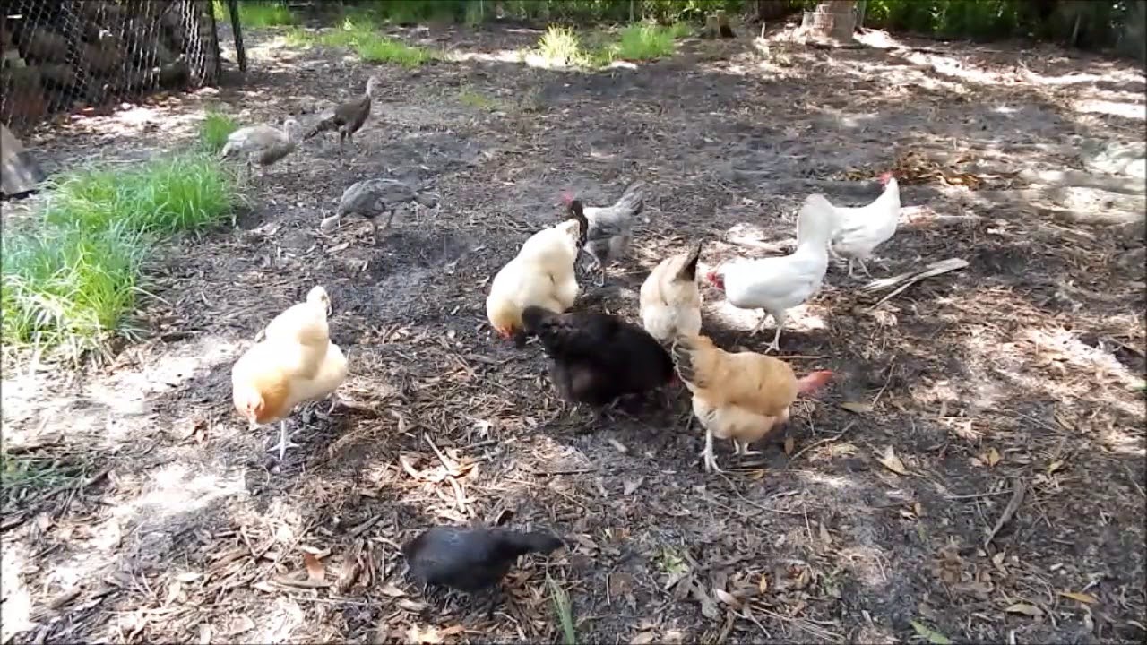 About vaccines for backyard chicken flocks - YouTube