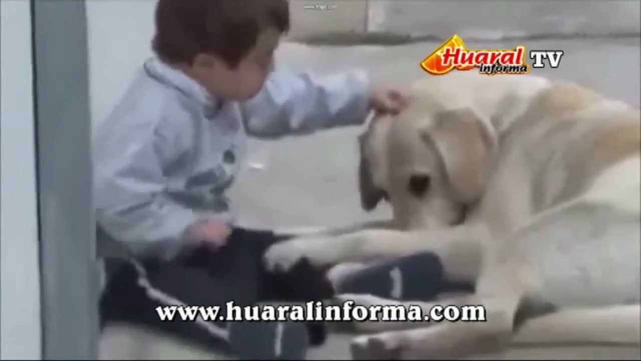 Perro cuidando a niño con Sindrome de Down- Impactante video - YouTube
