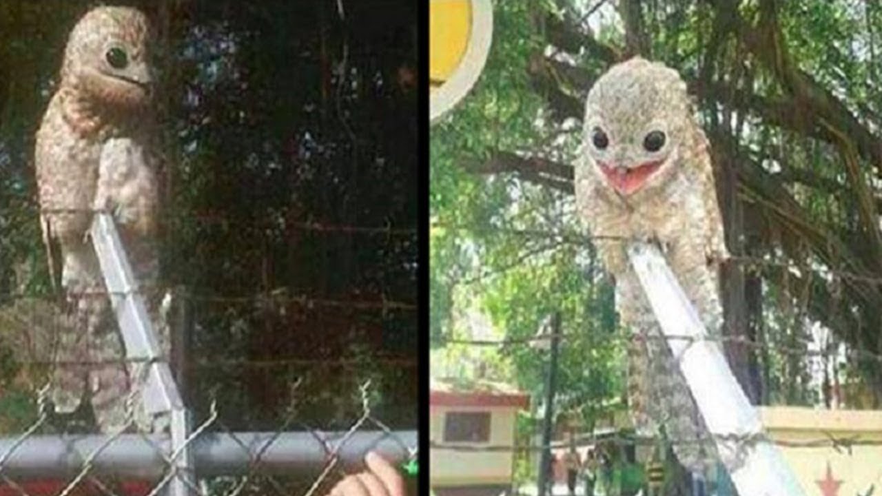 This Creature Might Be The Strangest Living Thing On Our Planet. And ...