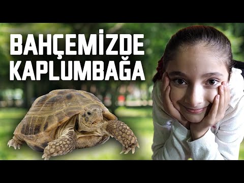 Emine bahçesinde iki kaplumbağa gördü 💕