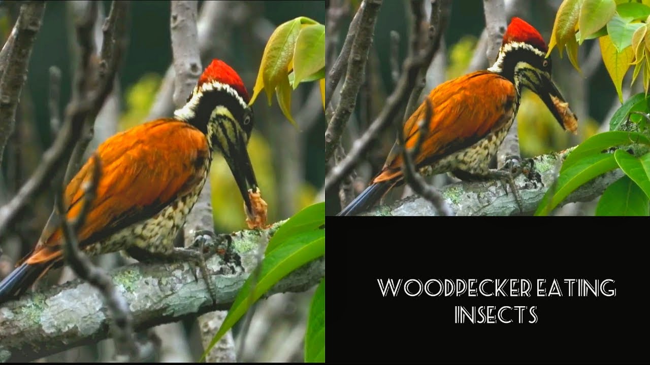 Woodpecker Pecking and Eating Insects|woodpecker finding food| - YouTube