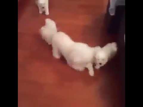 Parkta köpege taciz eden adama dayak