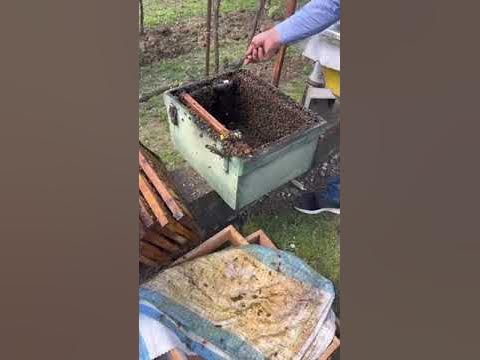 How to split beehive with Queen cells | Si te ndash bletet mbreteresha - YouTube