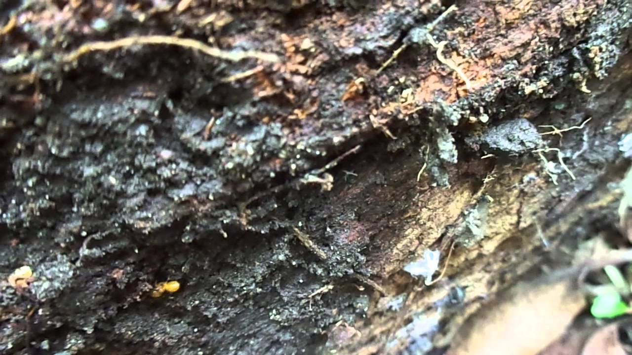 Crittercam: Ants (Acanthomyops spp.?) 05-05-14 - YouTube