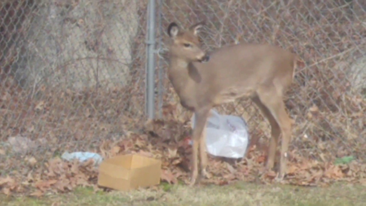 Deer - Injured Deer Part 1 - YouTube