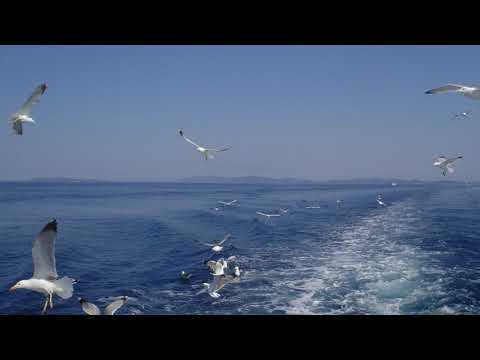 Martı Sesleri Seagull Asmr Sound