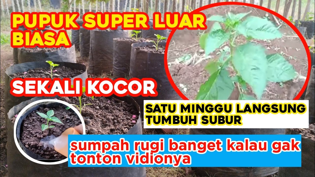 Hanya 3 bahan pupuk super luar biasa, Sekali kocor dahsyat hasilnya ...
