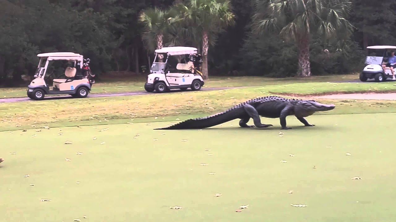 Gator walking on green - YouTube