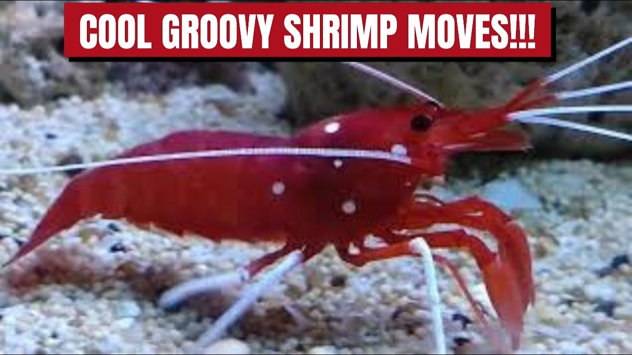 A SHRIMP'S GROOVIEST MOVES 🦐🦐🦐!!! 😎😎😎 #shrimp #shrimps #aquarium - YouTube