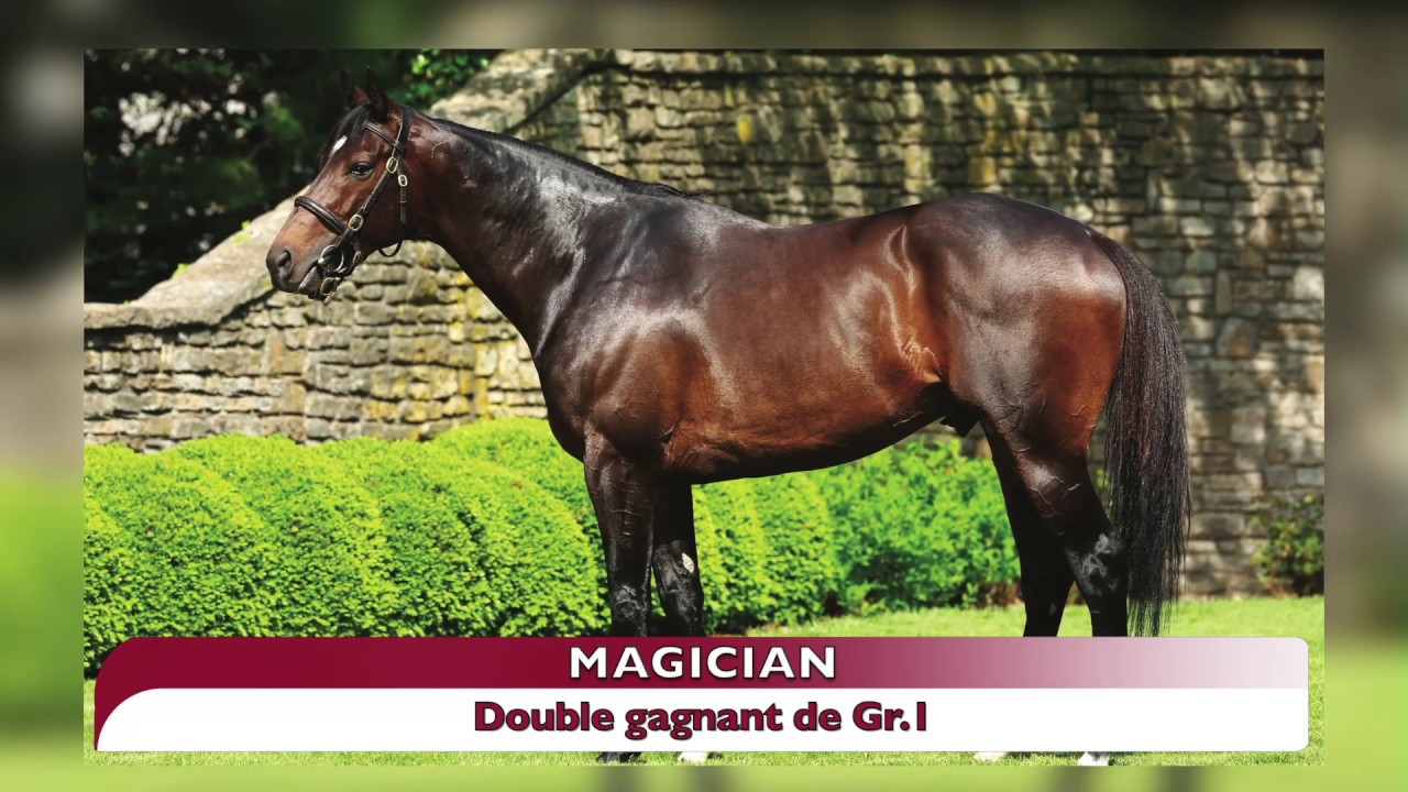 48 - Magician - Galileo / Absolutelyfabulous - Haras de Corlay - YouTube