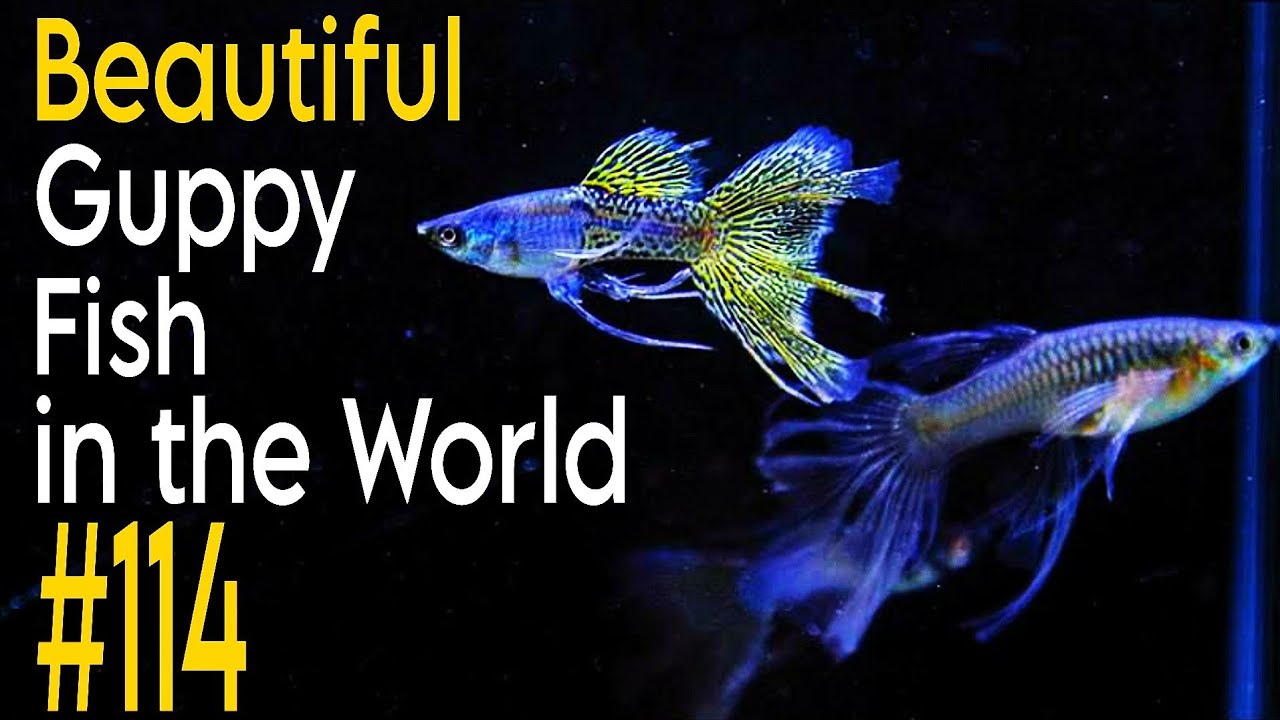 Beautiful Guppy Fish that I found on the Internet 🍋🍋🍋| Beautiful Guppy ...