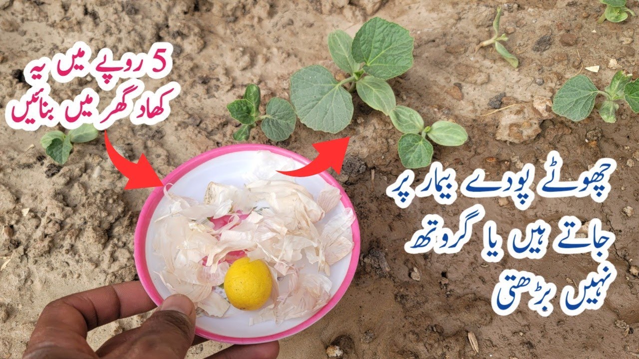 Orgenic fertilizer for vegetables plant | Chote podon ki spacial khad ...