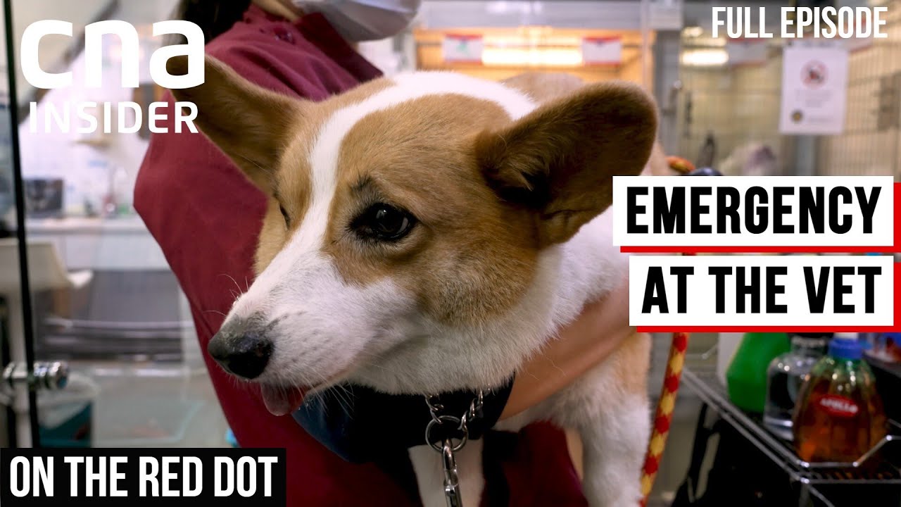 The Hectic Lives Of Vets | On The Red Dot - At The Vets | Full Episode ...