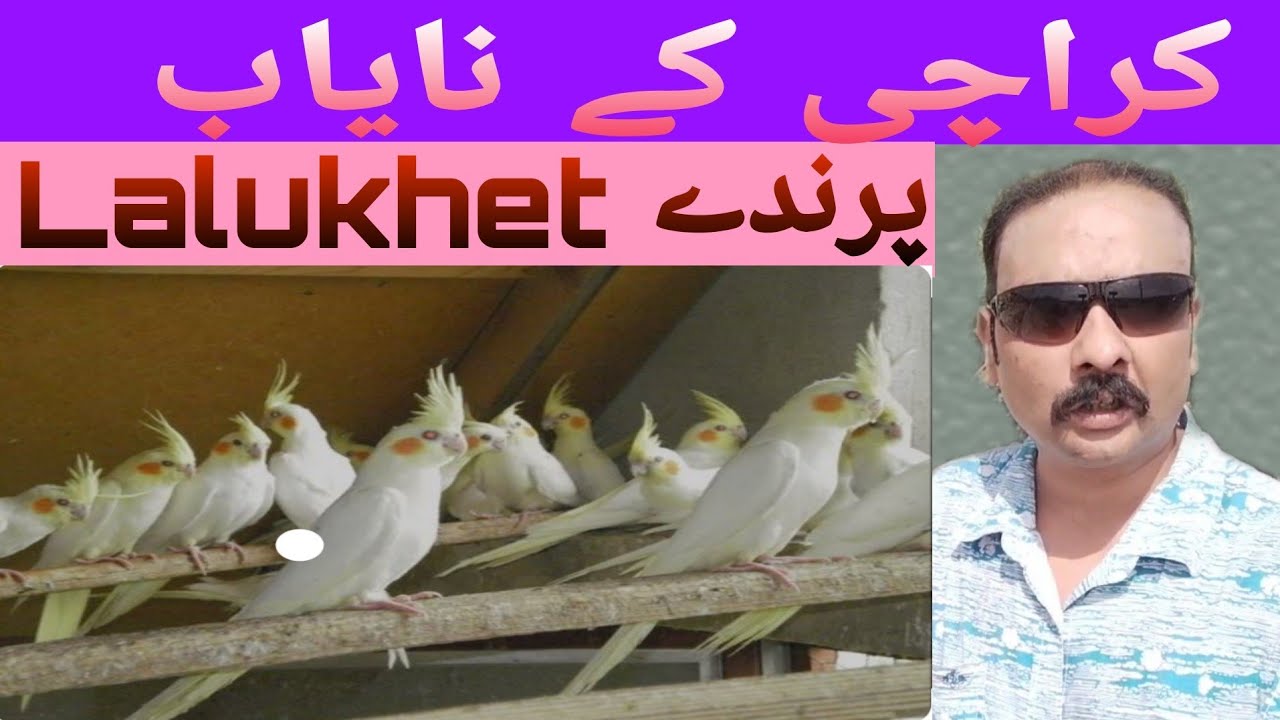 Lalukhet Birds Market 2023 Latest Update | Lalukhet Birds MarketSunday ...