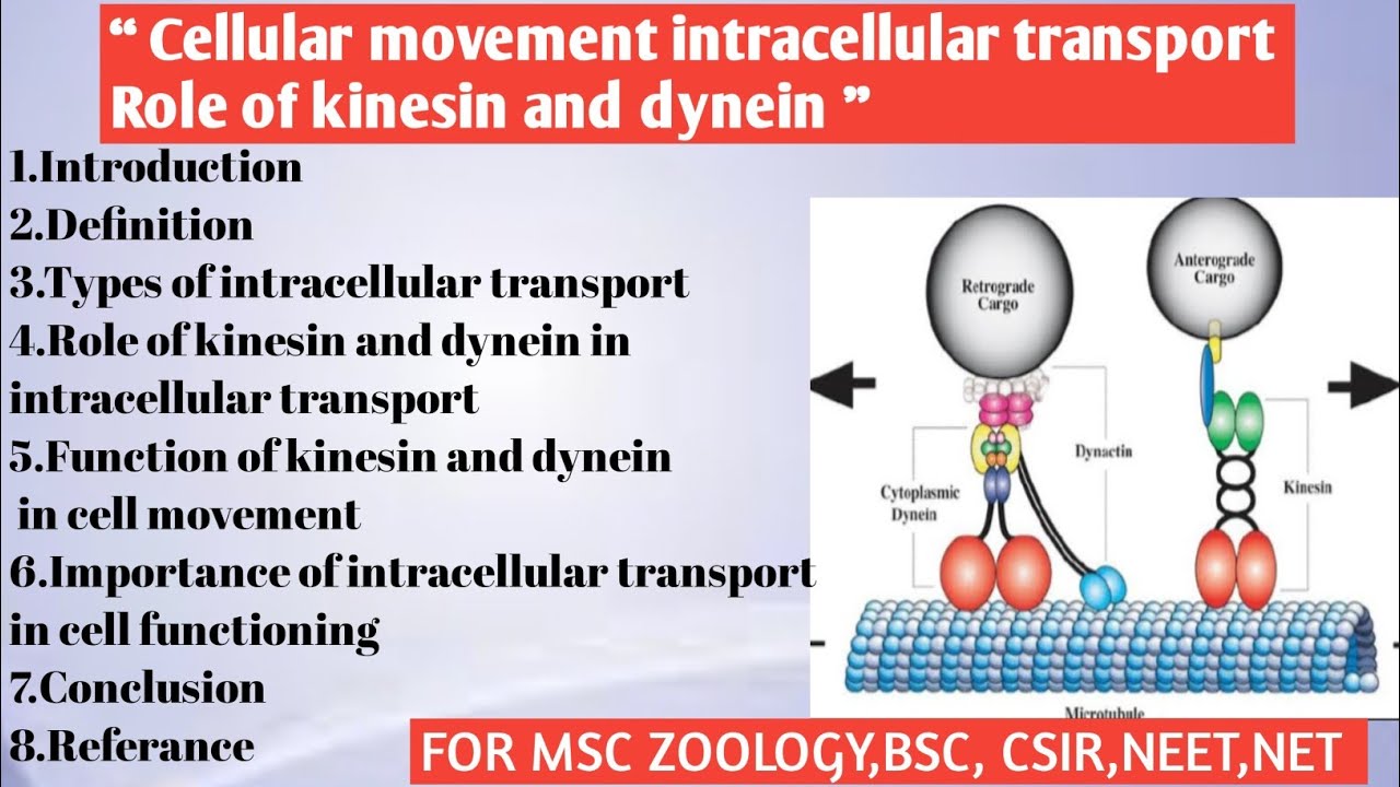 Cell Movement intercellular transport role of kinesin and Dynein ...