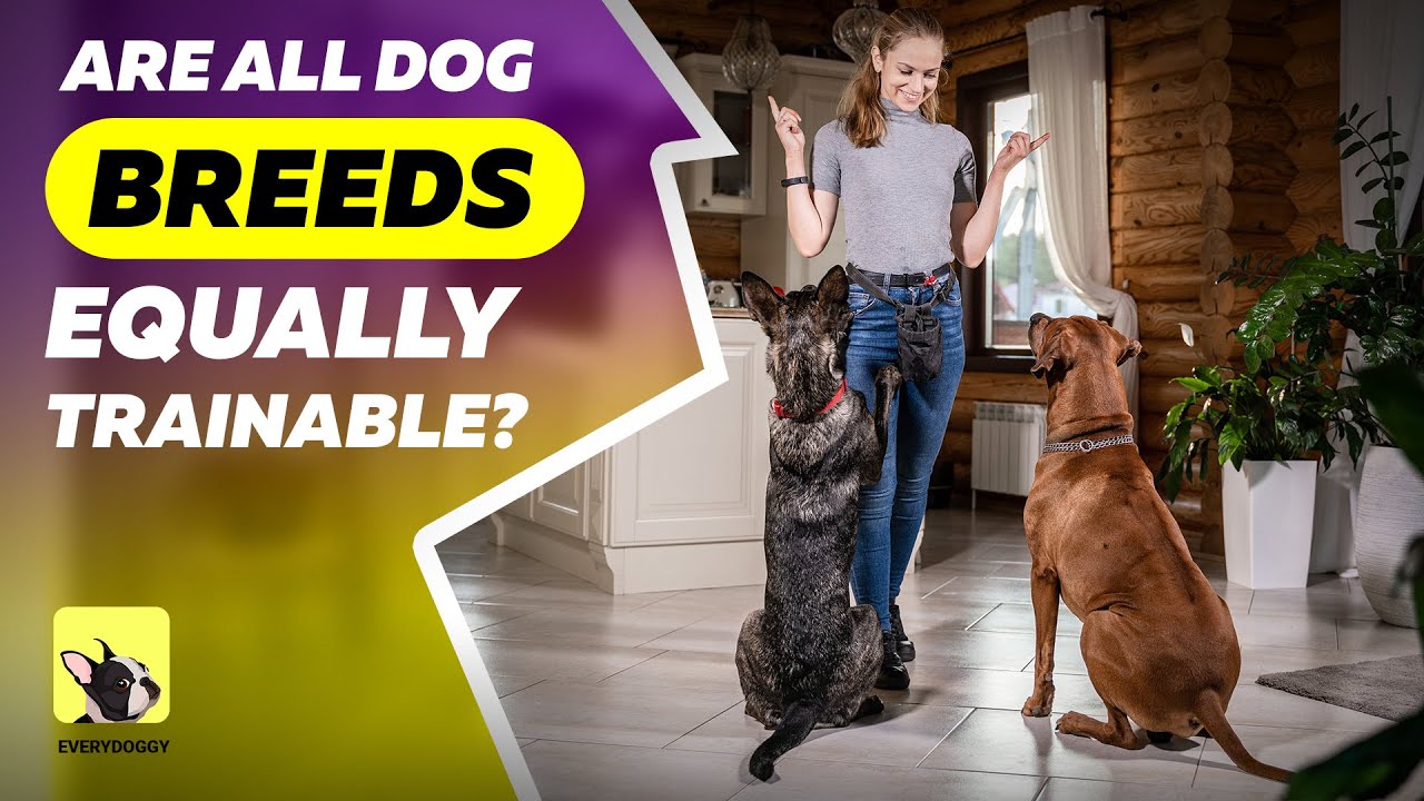 Are All Dog Breeds Equally Trainable? | EveryDoggy - YouTube
