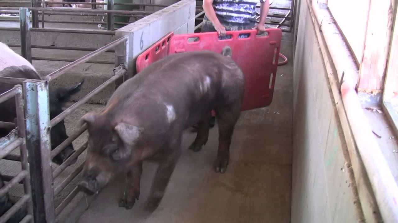 Swine Handling - COS - YouTube