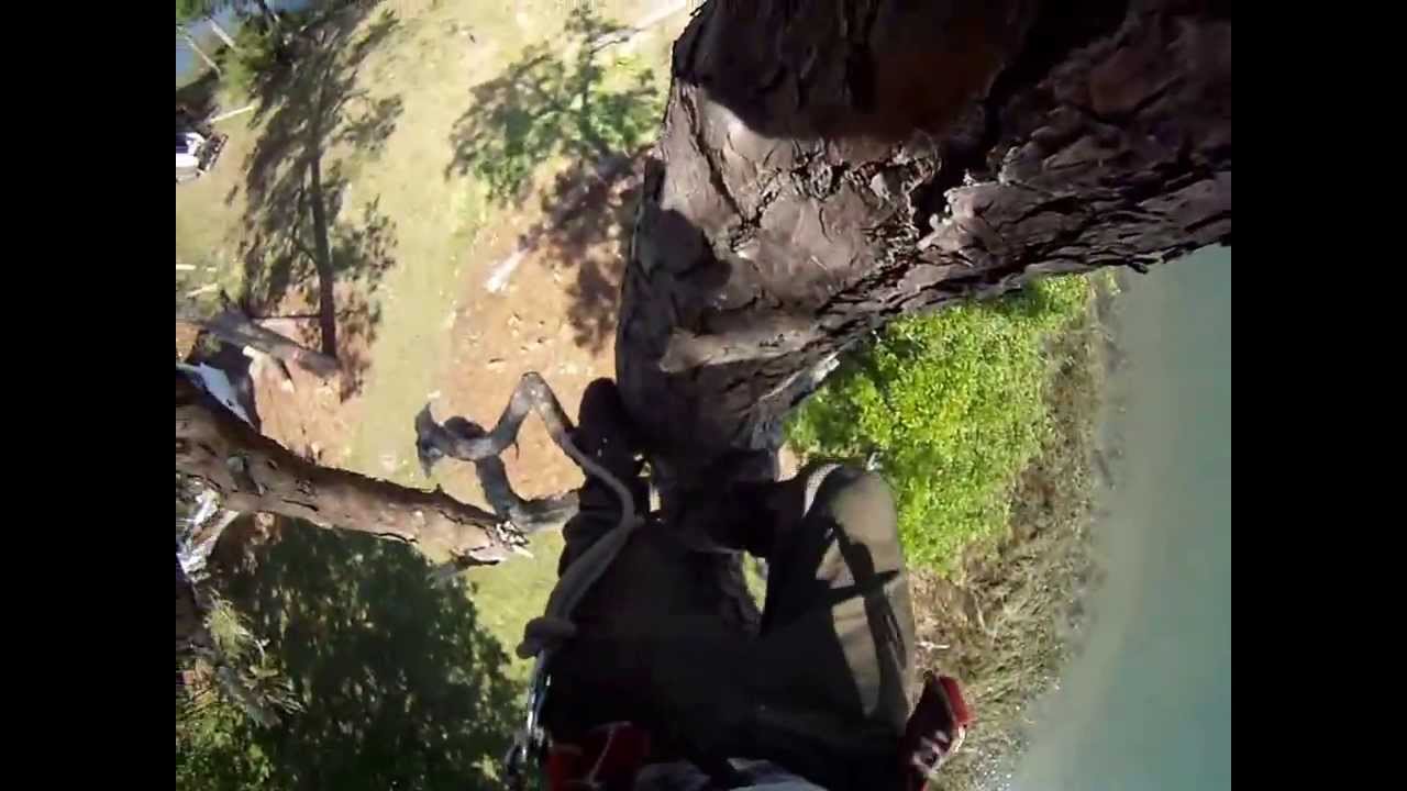 Tree vid 4 - YouTube