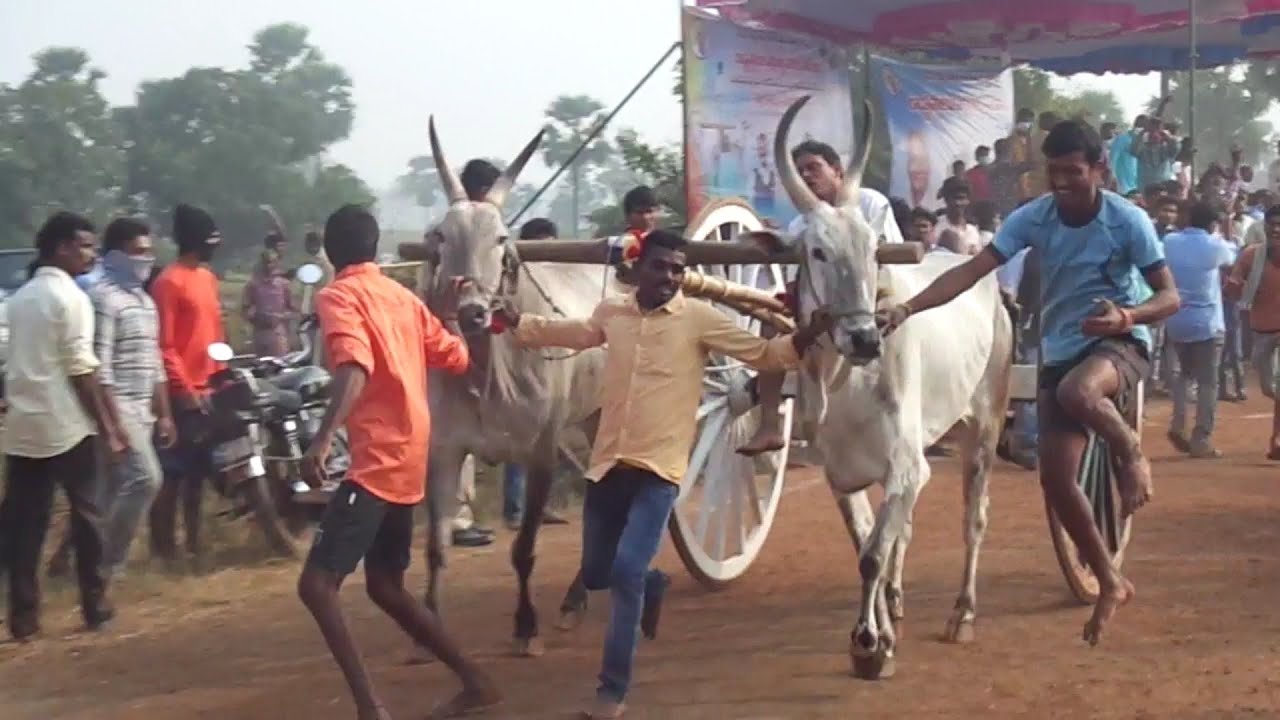 namburu anandh m kottha palli senior category bull race second prize at ...
