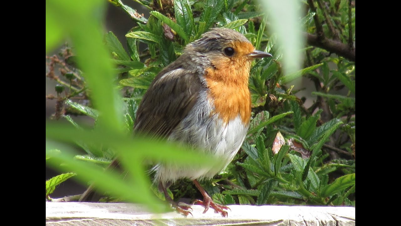 Robin in the garden - YouTube