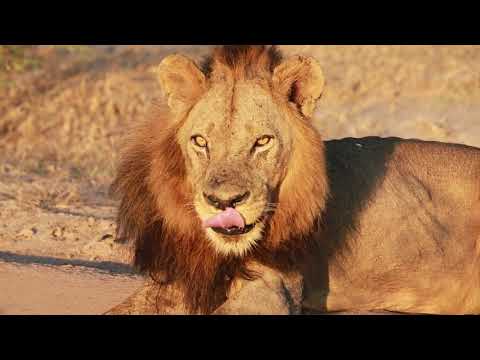 Great male lion licking his wounds