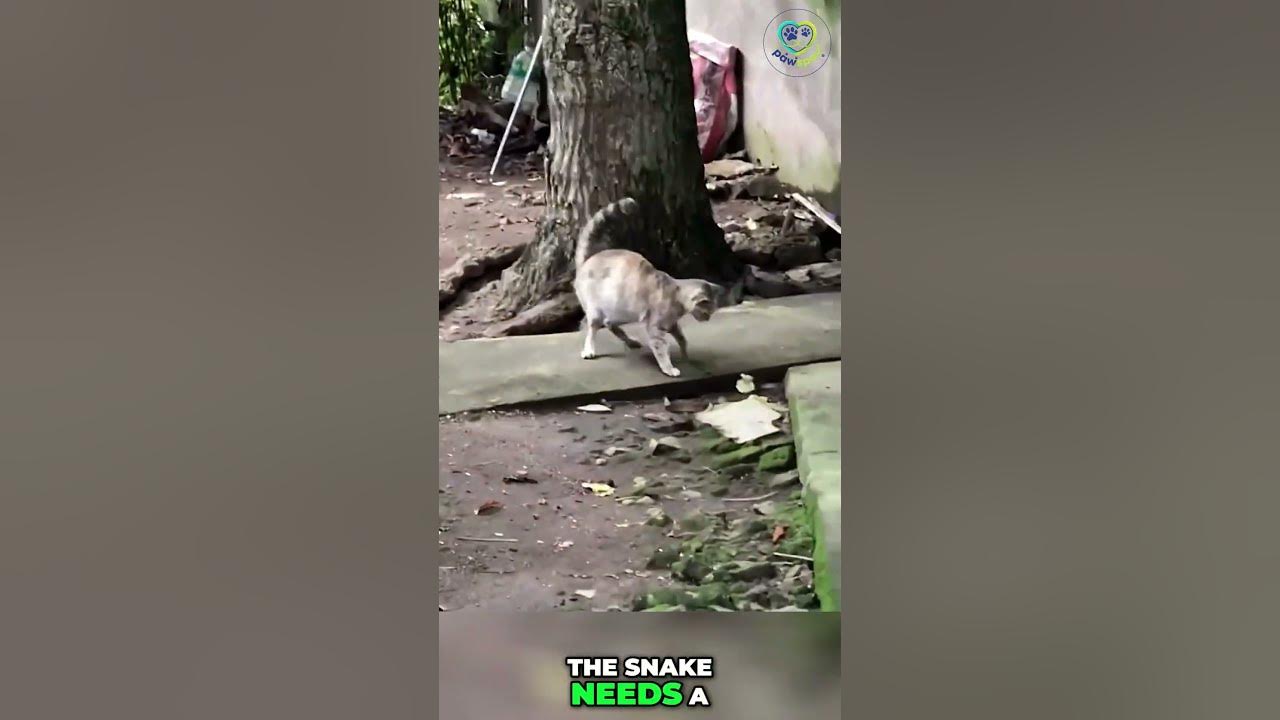 Deadly Venomous Snake attacks Cat but gets outsmarted - YouTube