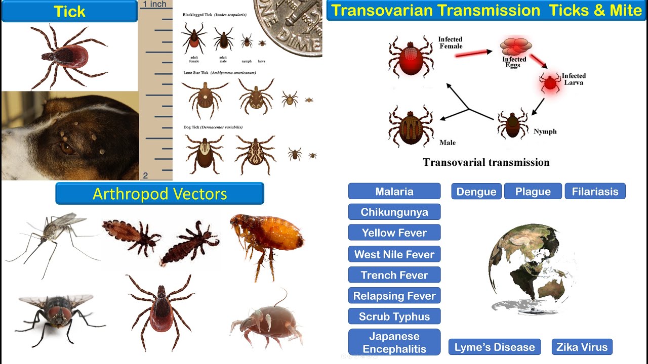 Vector Borne Diseases - YouTube