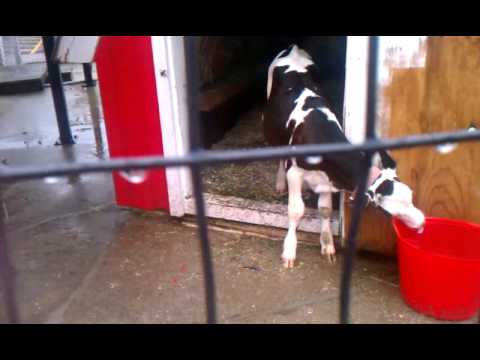 Petting Zoo @ Stew Leonards (Norwalk) - YouTube