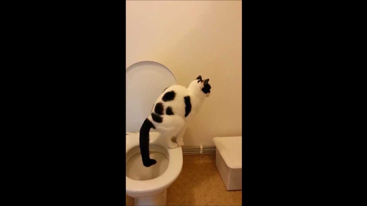 Cat makes a very funny face while taking a dump on the toilet - YouTube