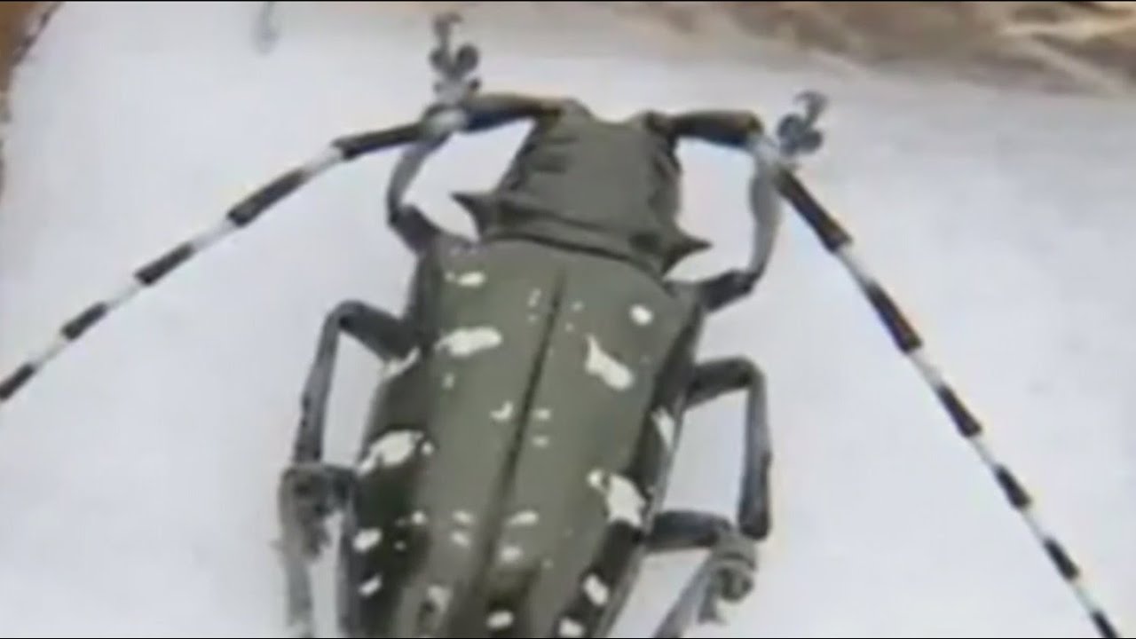 DEC warns of Asian Longhorned Beetles - YouTube