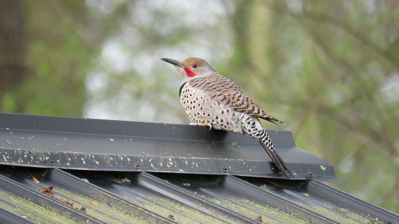 Northern Flicker drums on Tin roof - YouTube